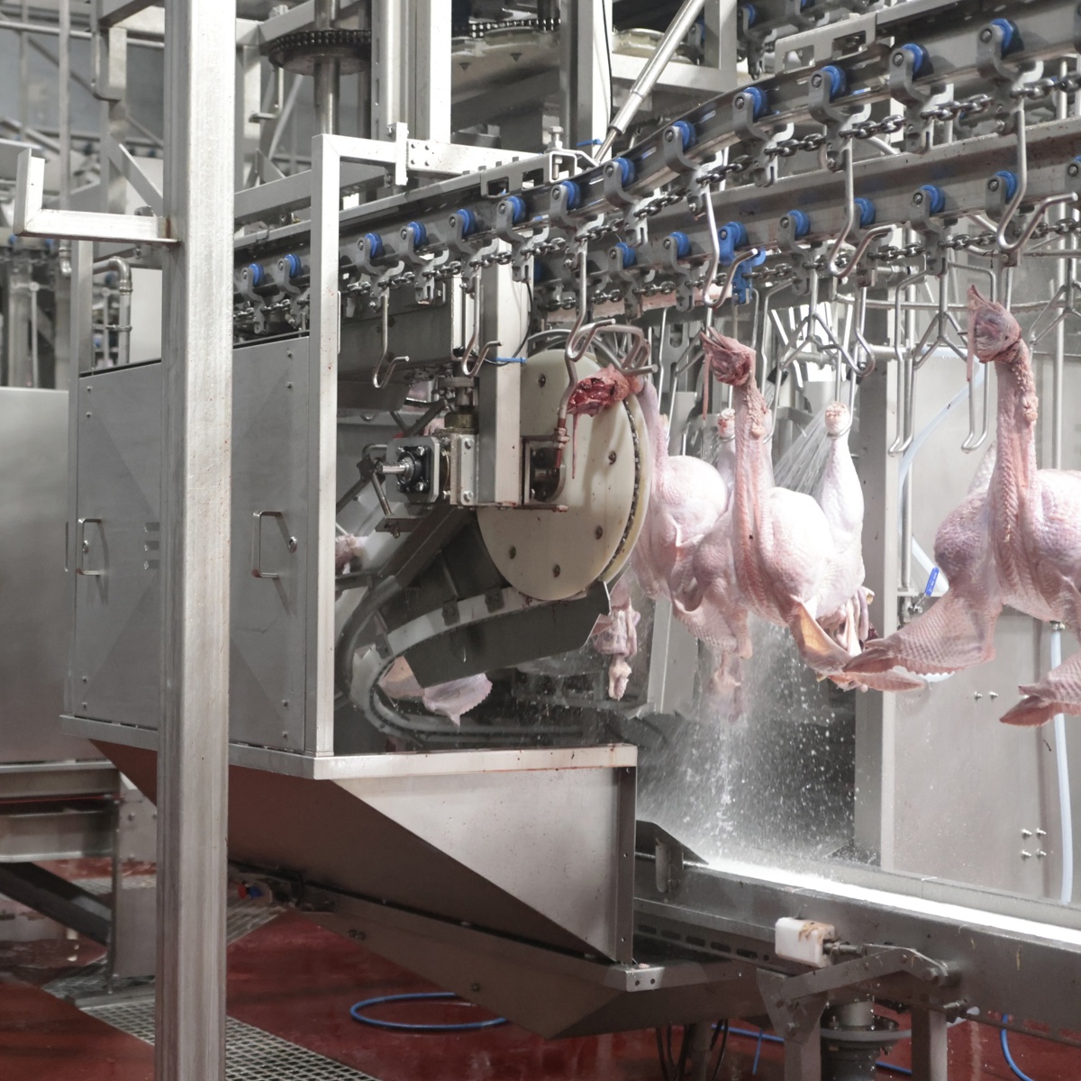 How to eviscerate turkeys and save labor? | Marel