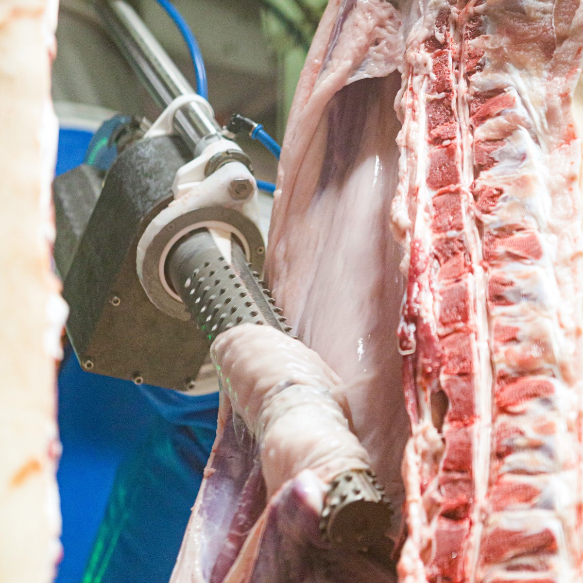 M-Line 撕板油机器人 (MLR) | Marel