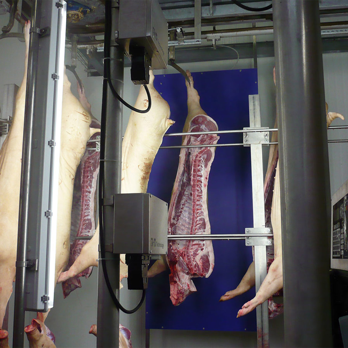 Pork carcass grading | Marel