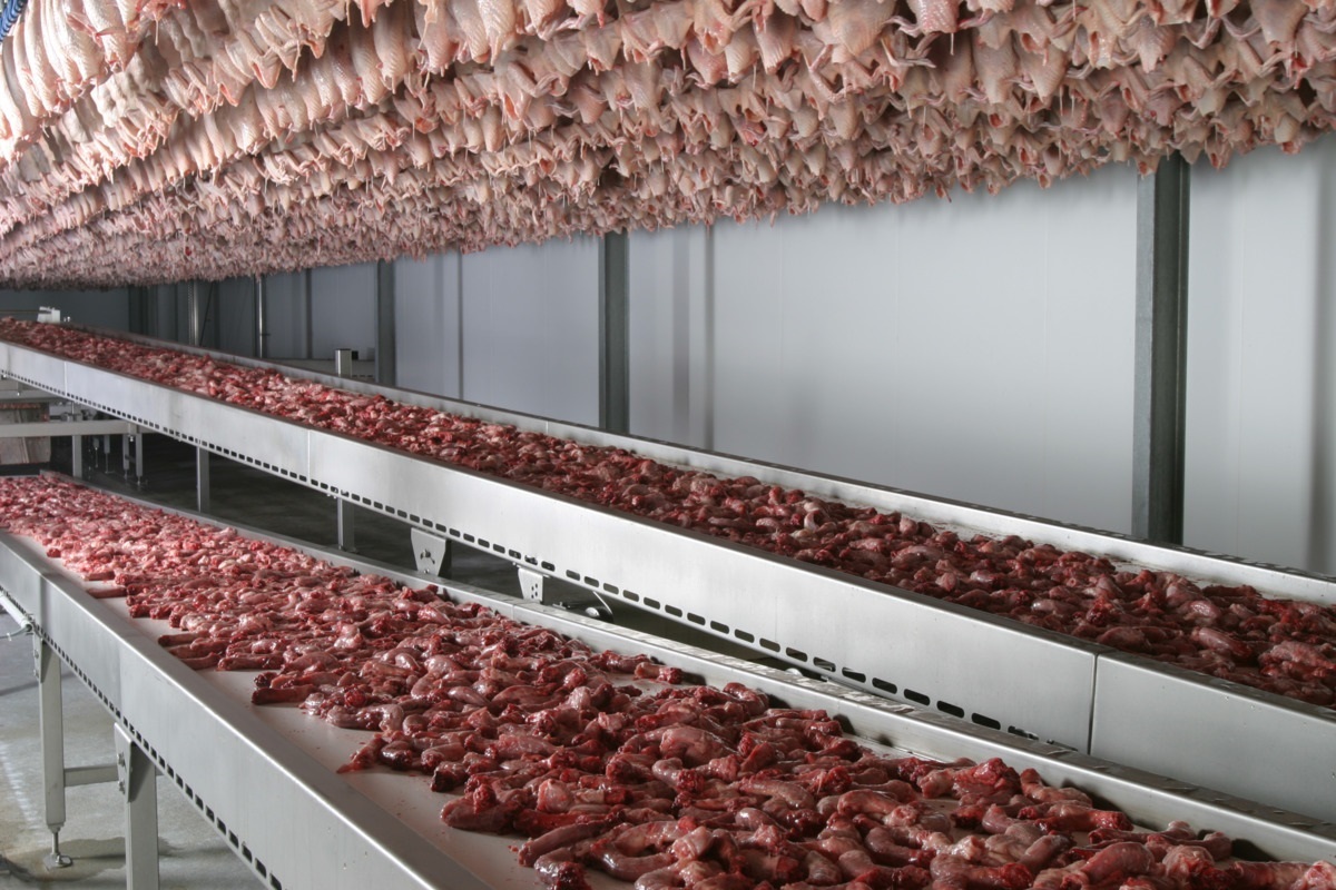 Giblet Chilling | Marel