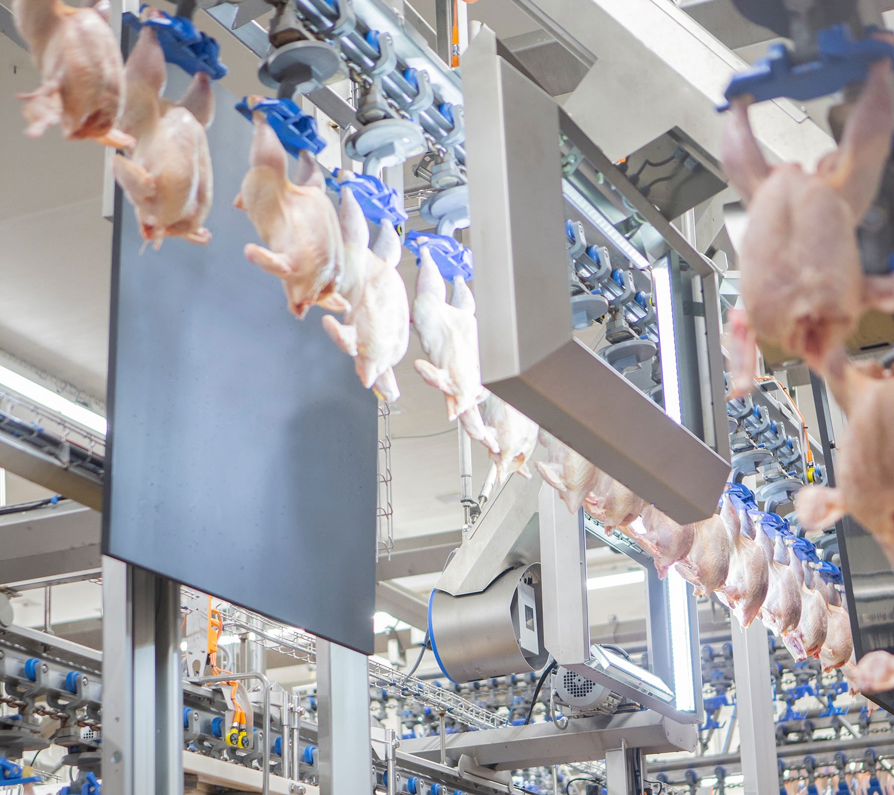 Sistema de clasificación visual para aves de corral | Marel