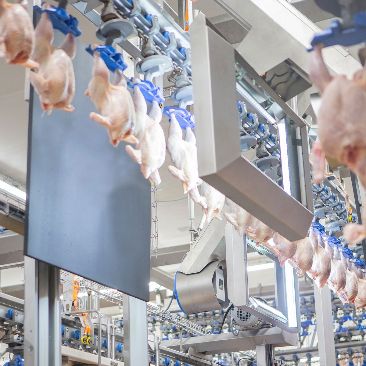 Poultry vision grading system | Marel