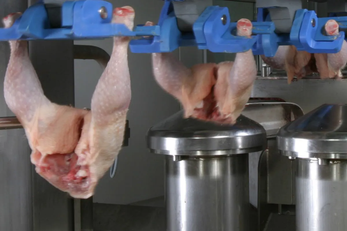 Spine cutting module NT | Marel