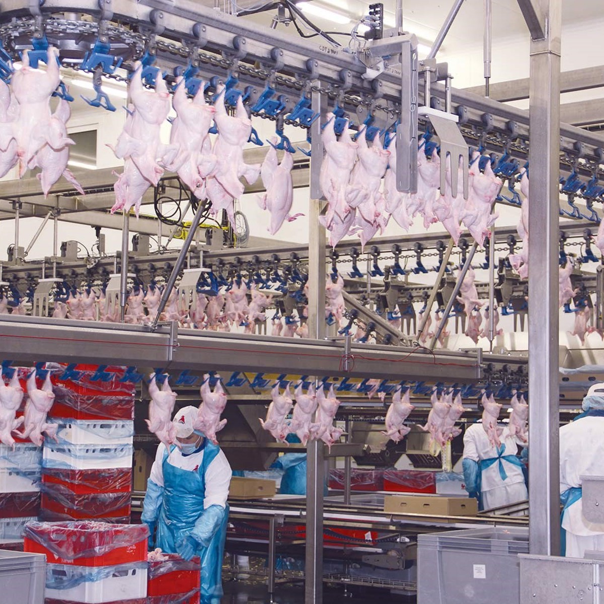 Poland – a Marel Poultry success story | Marel