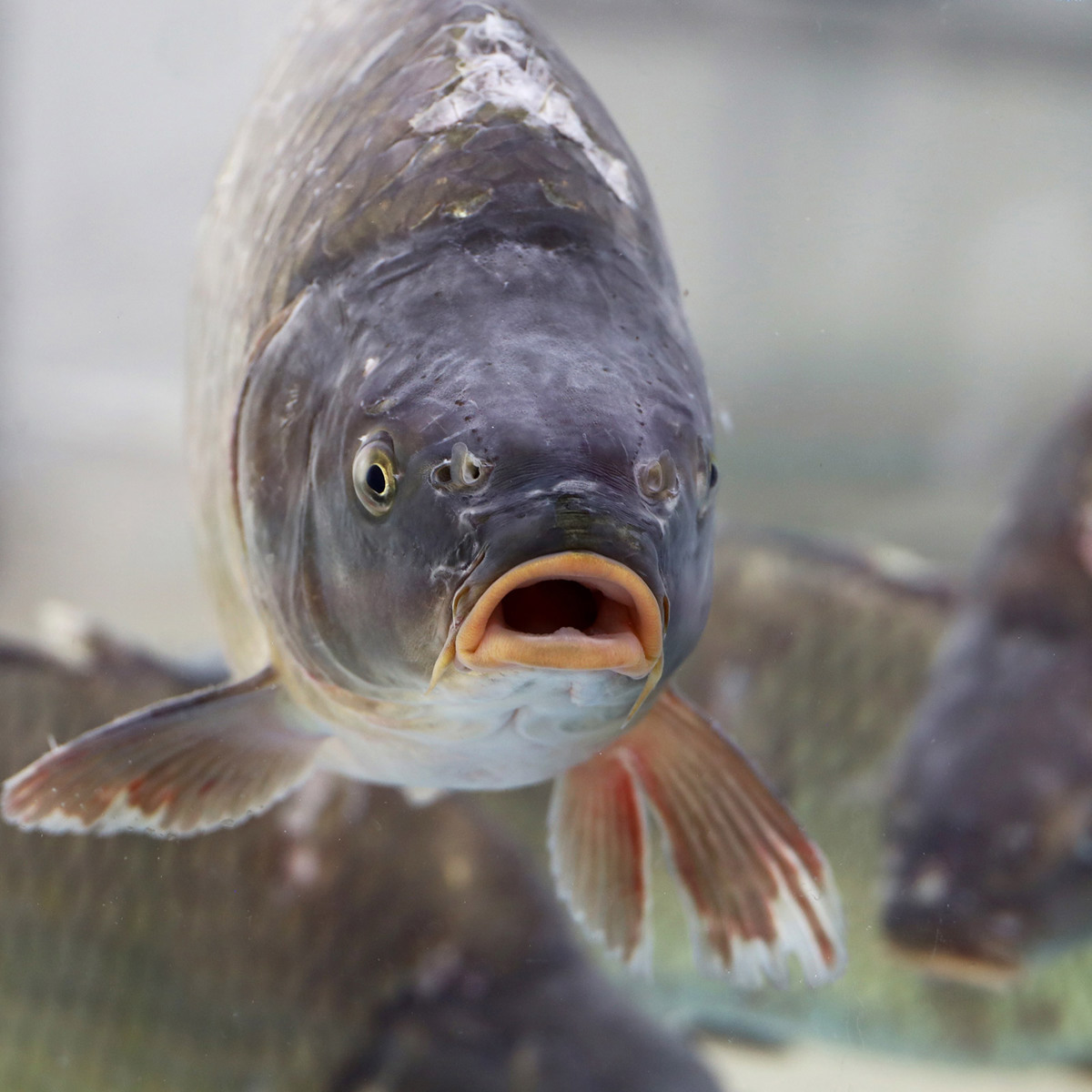 Rethinking salmonoid supplies with land-based farming | Marel