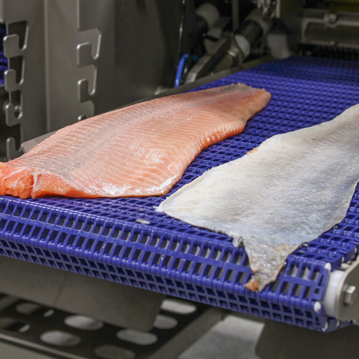 Salmon skinning / automatic salmon skinners | Marel