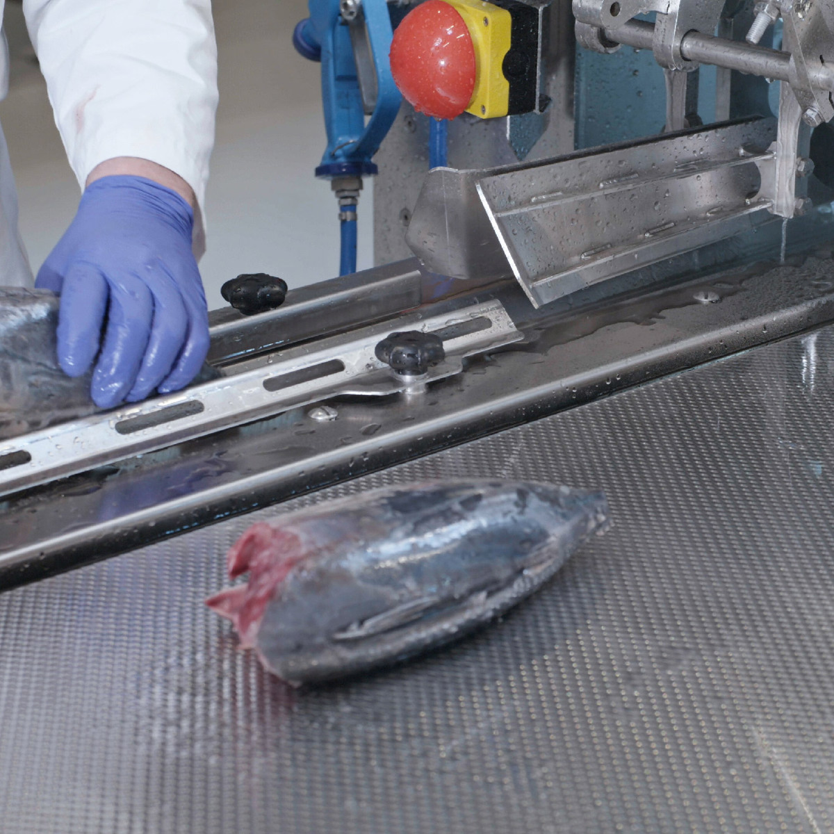 Transforming tuna processing | Marel