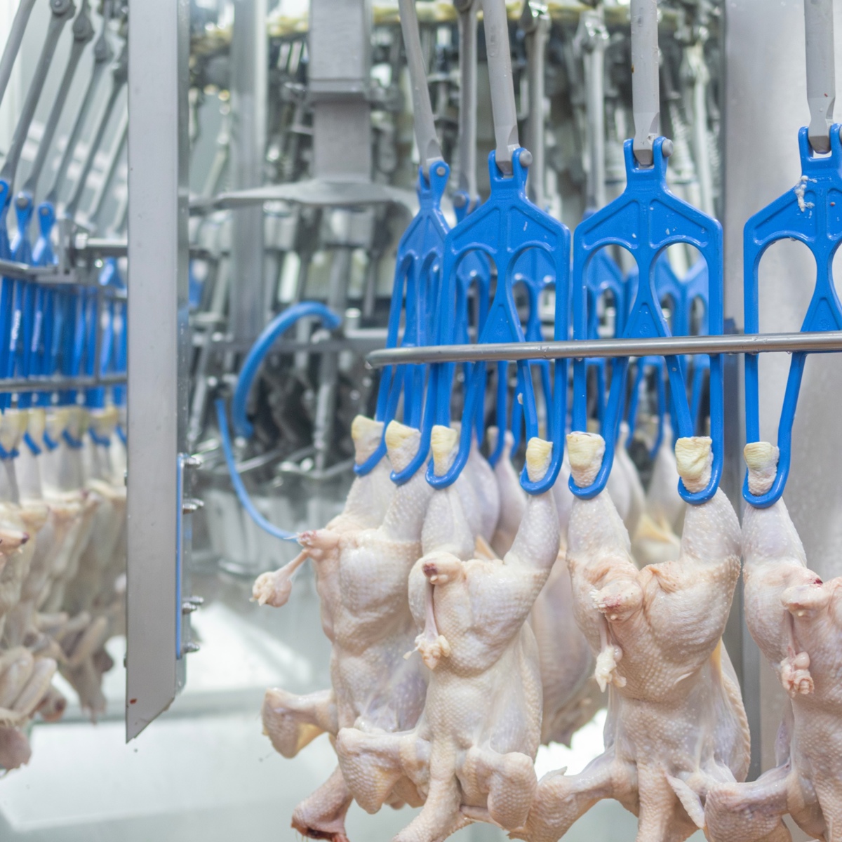 8 preguntas clave para entender el corte de las cloacas | Marel