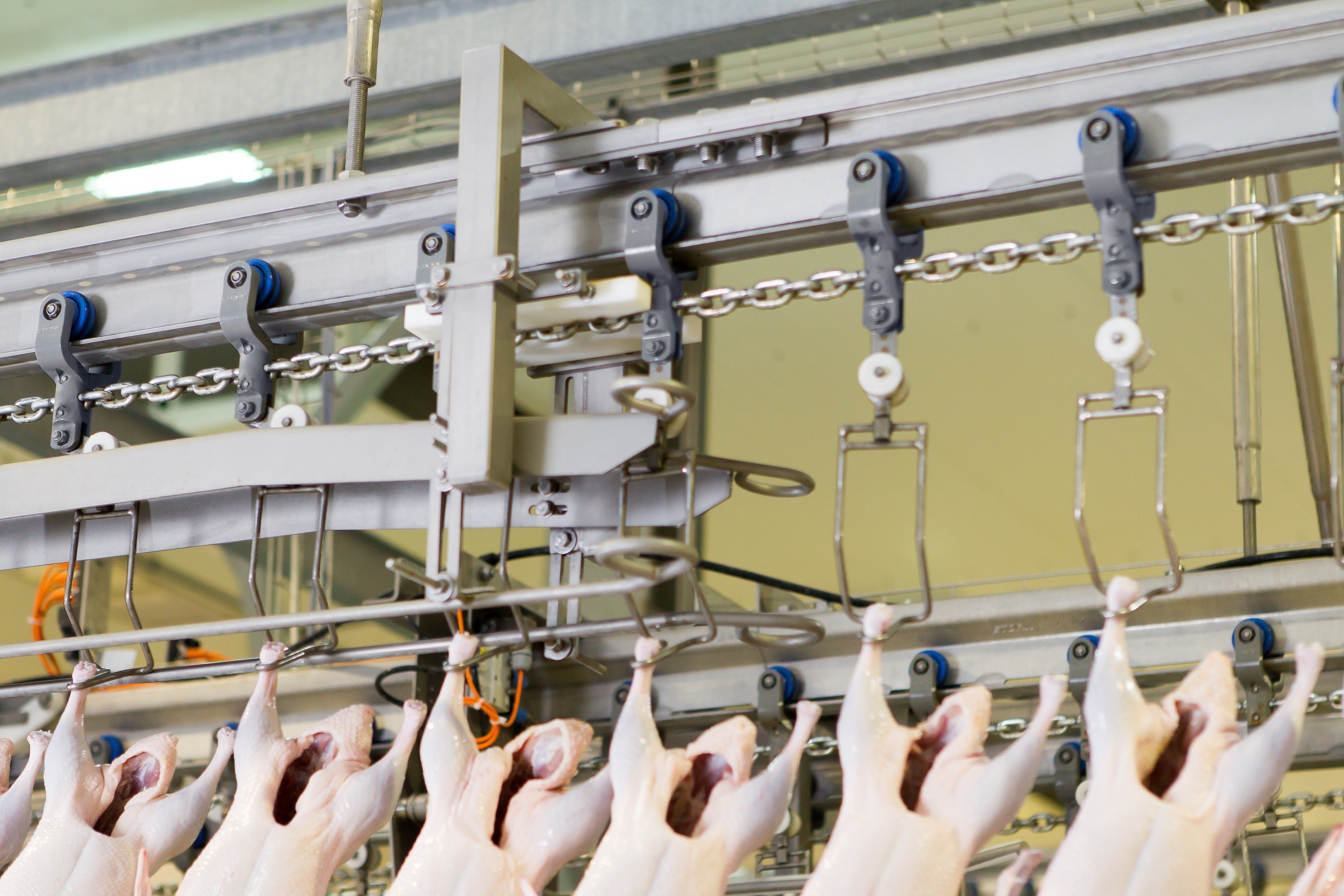 Estación de pesaje en línea para patos | Marel