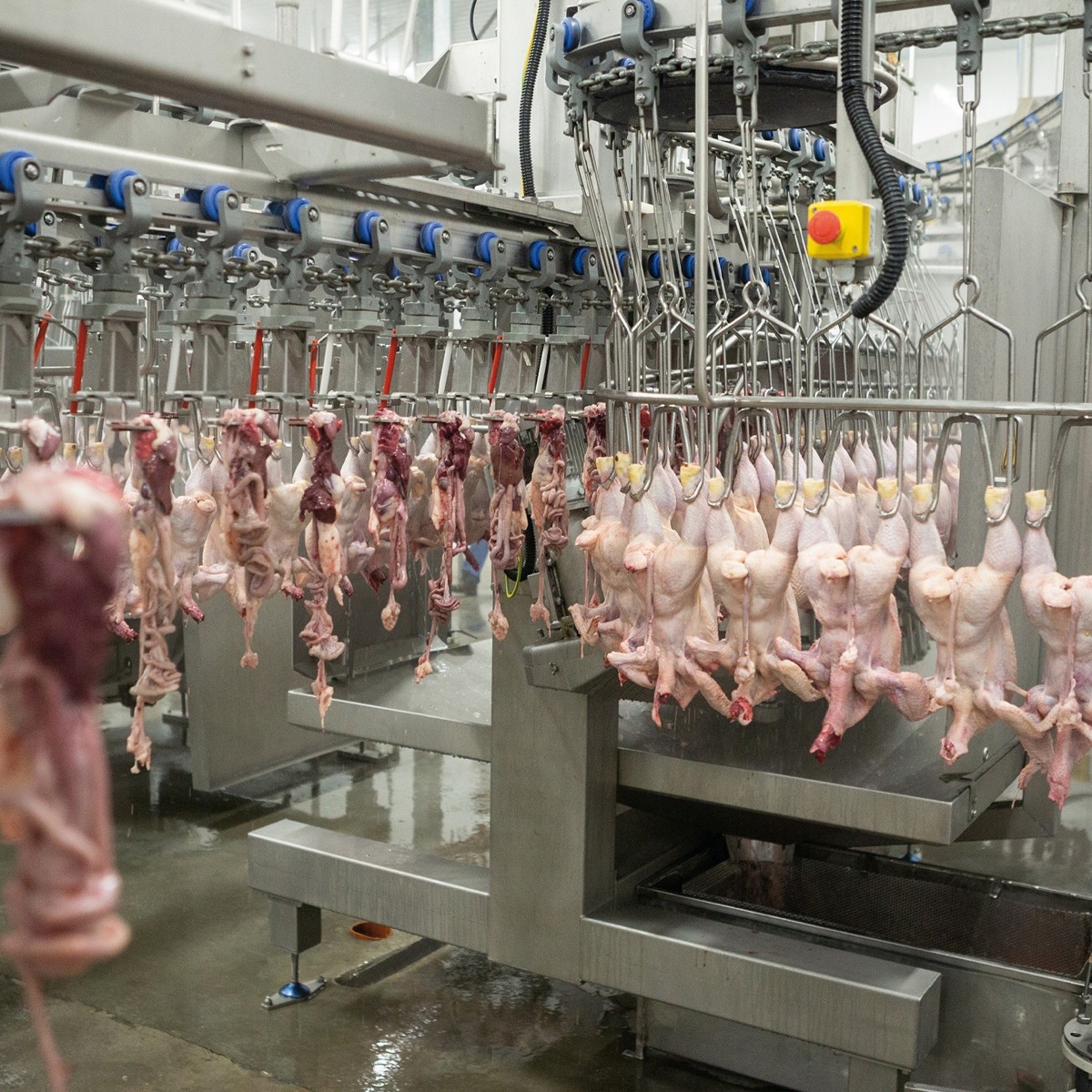 Nuova - 27 ans d’expertise en éviscération | Marel