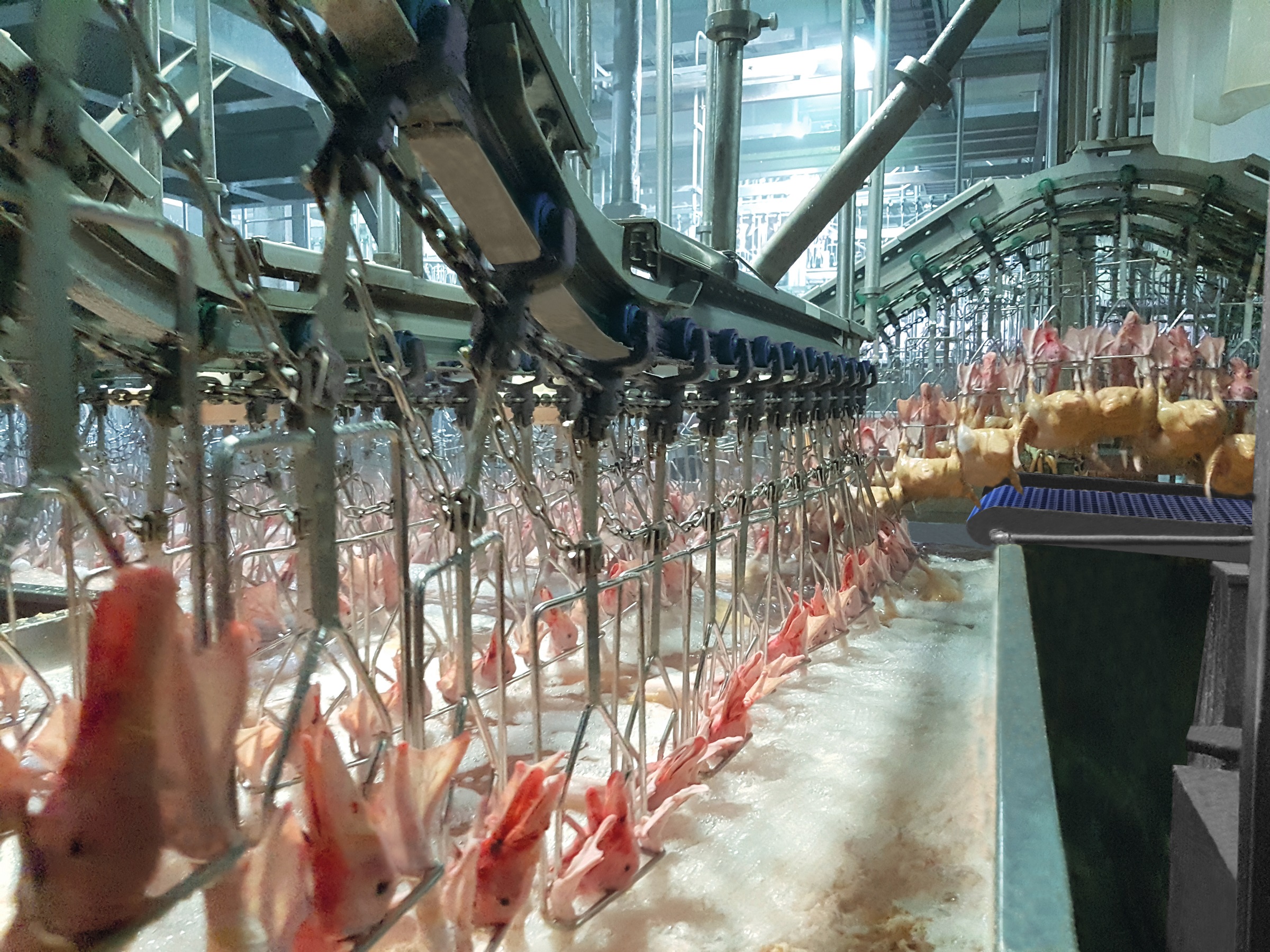 Wax peeling for perfect skin presentation | Marel