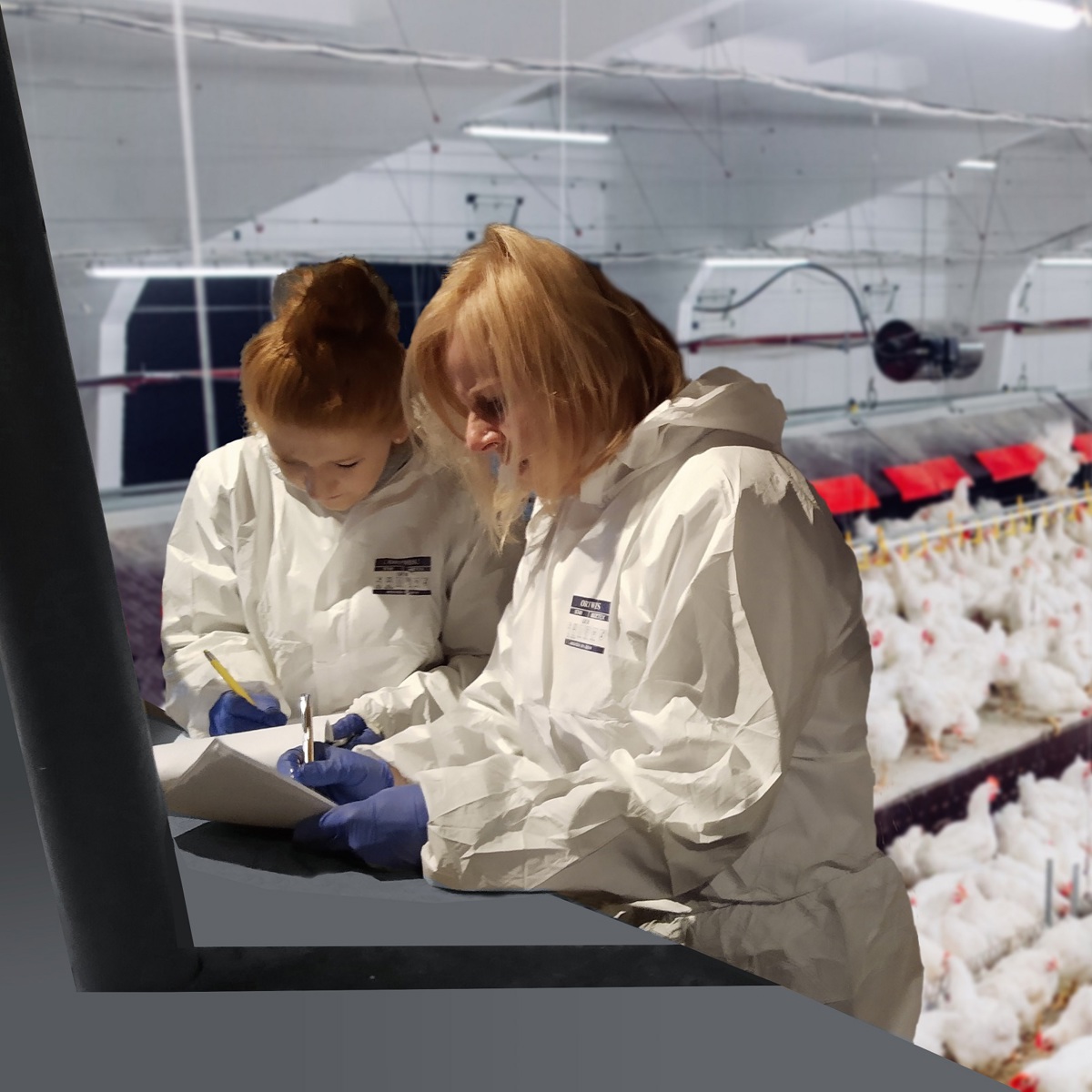 mEATquality research with Marel participation | Marel