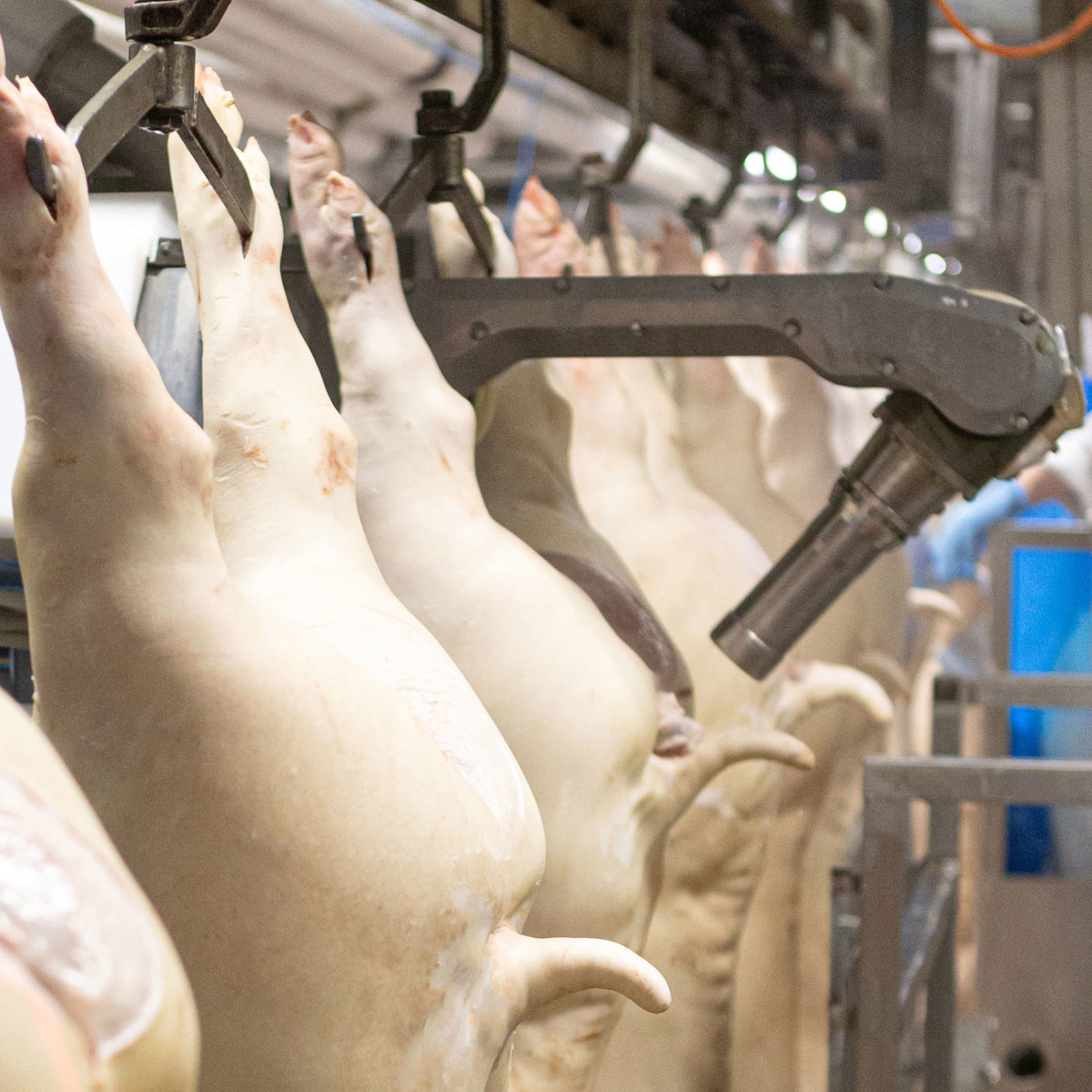 Устройство Удаления Свиной Гузенки M-Line (MBR) | Marel