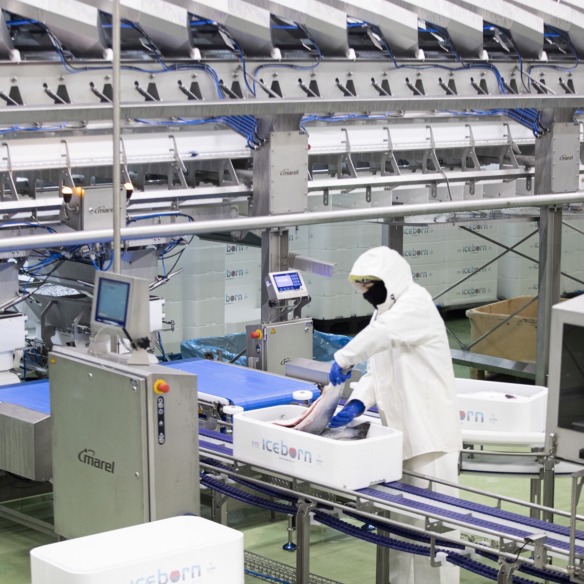 Salmon processing at Búlandstindur | Marel
