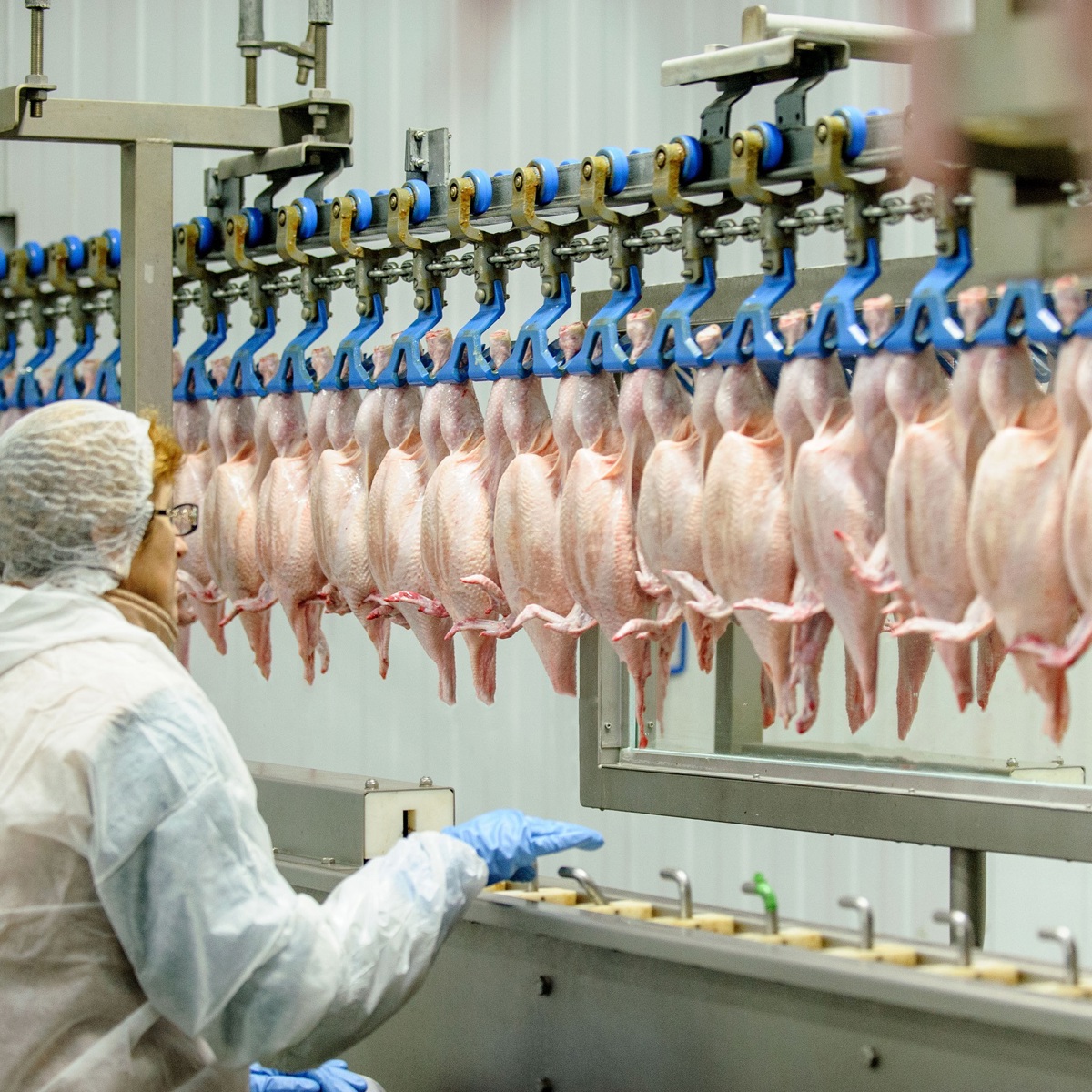 Visual quality grading | Marel