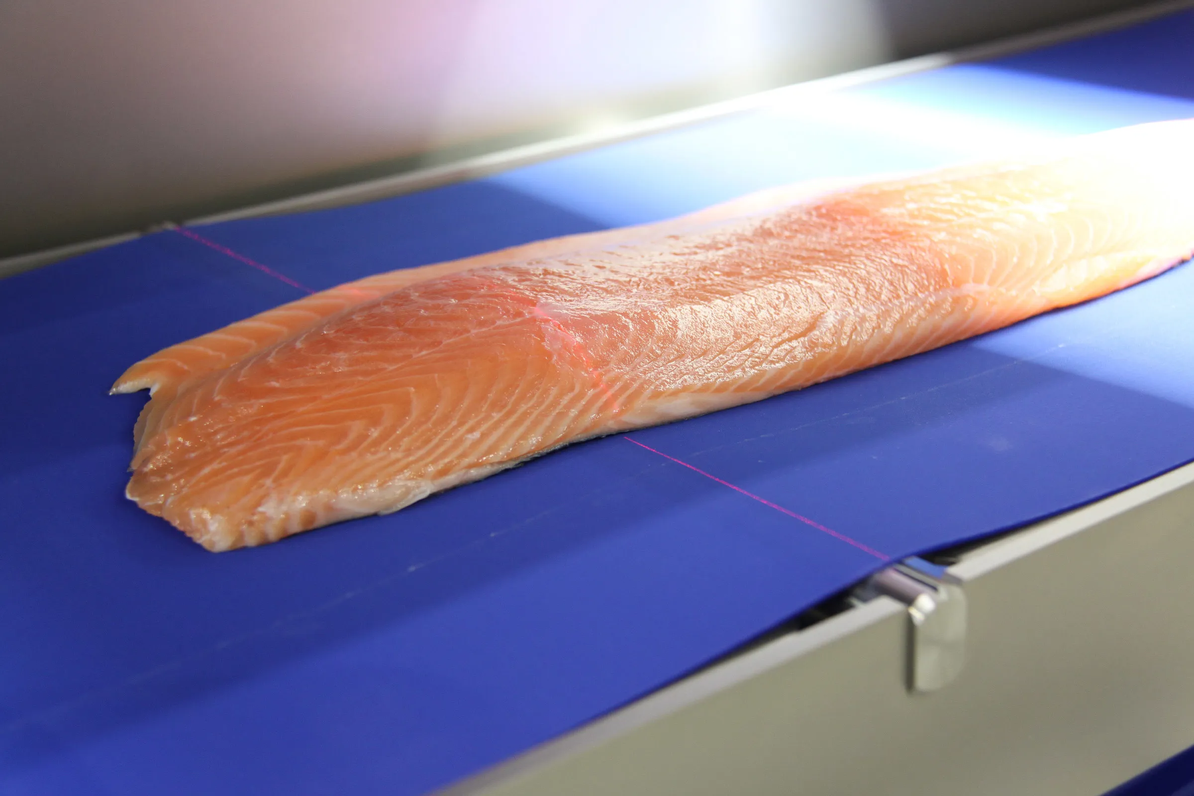 QC Scanner MS 2920 | Marel