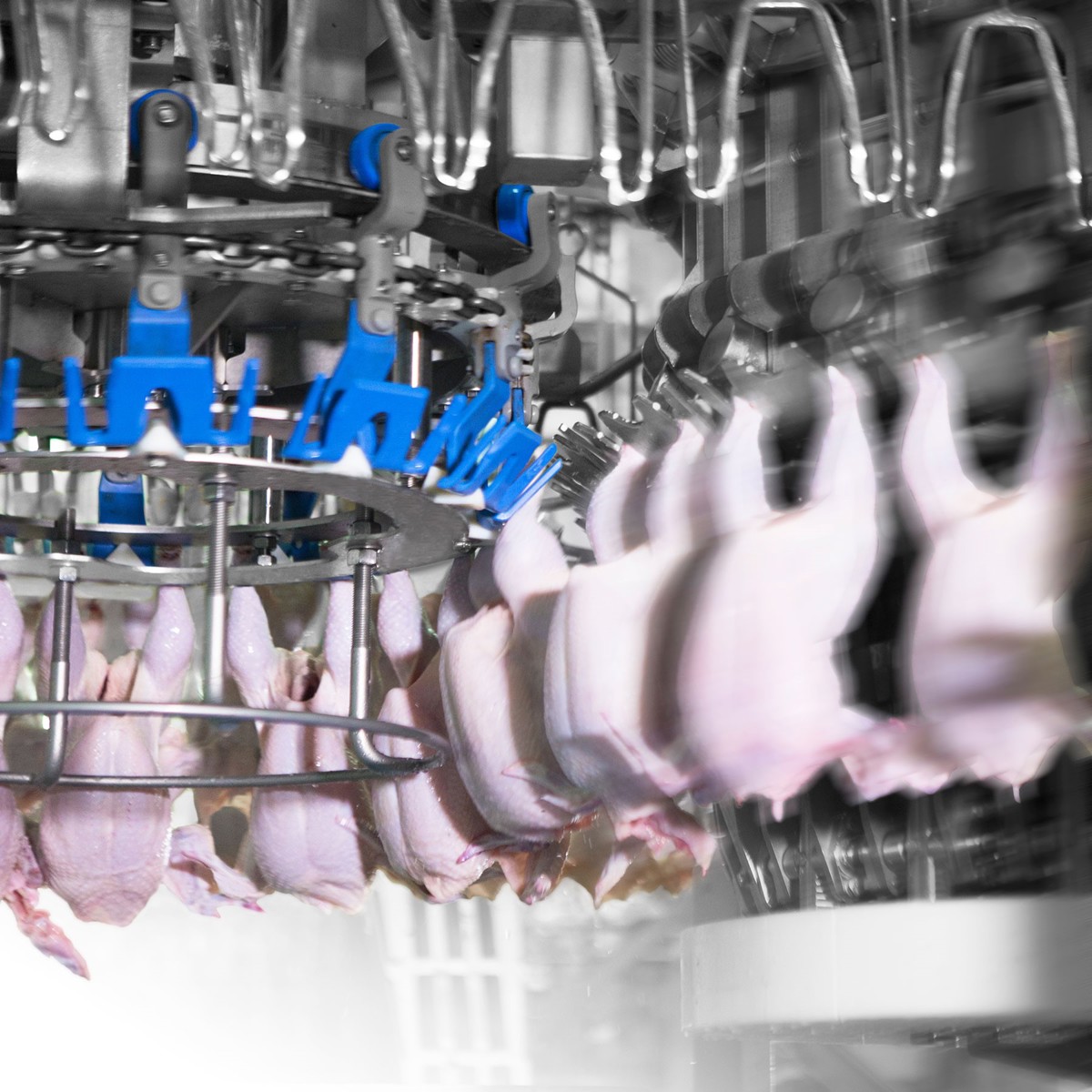 Poultry transfer (rehanger) system from evisceration to chilling line | Marel