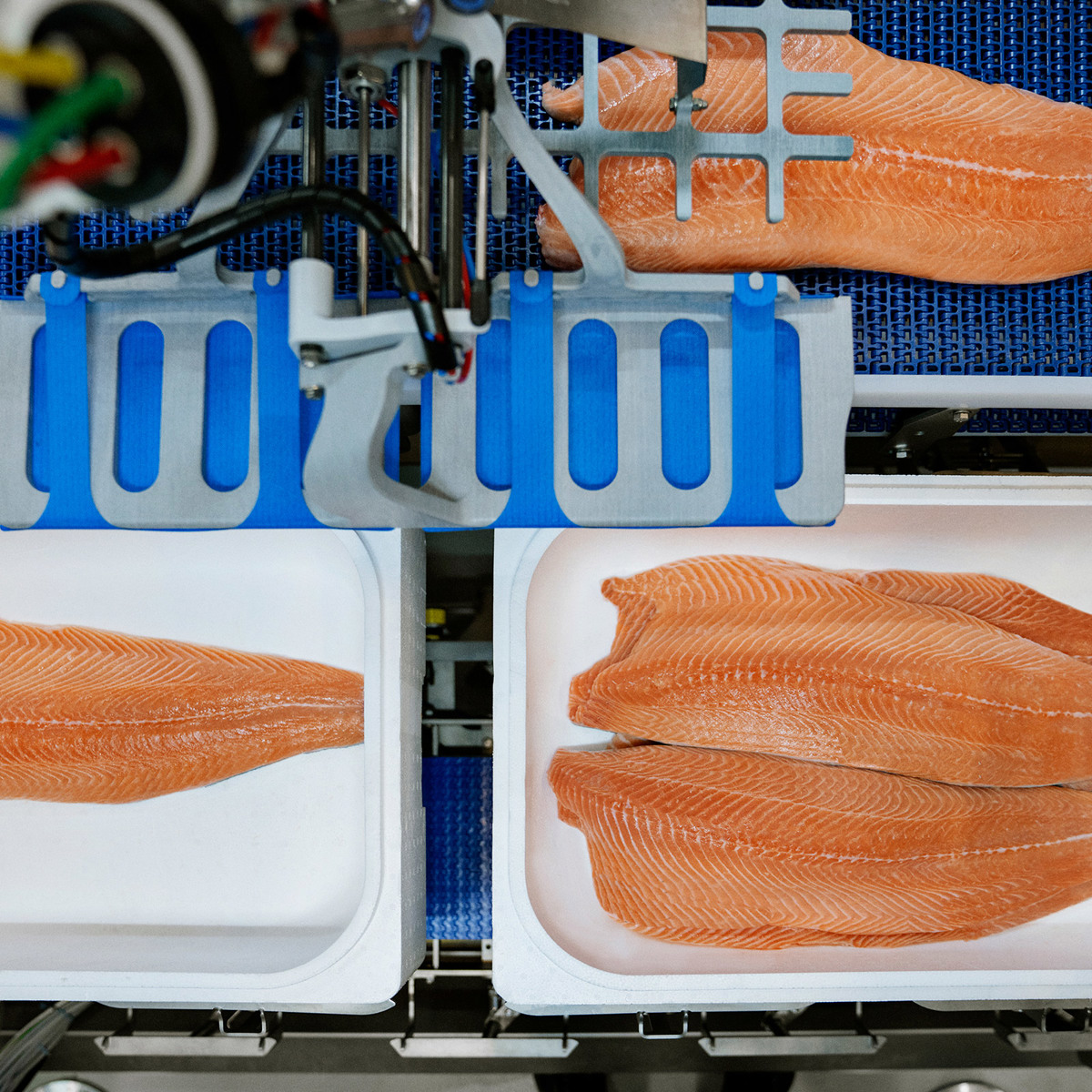 The top 5 trends shaping the salmon processing industry | Marel
