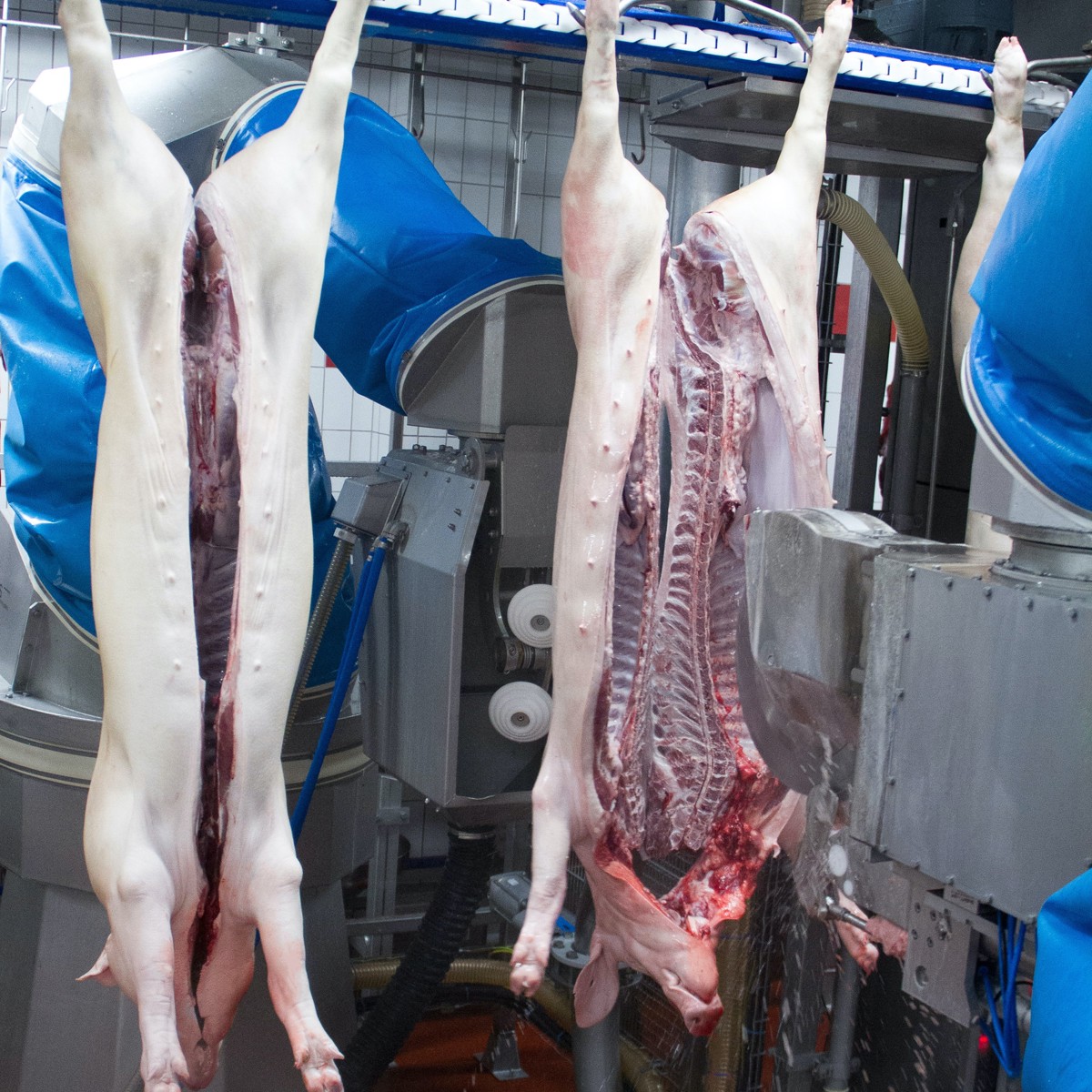 M-Line Robots | Marel