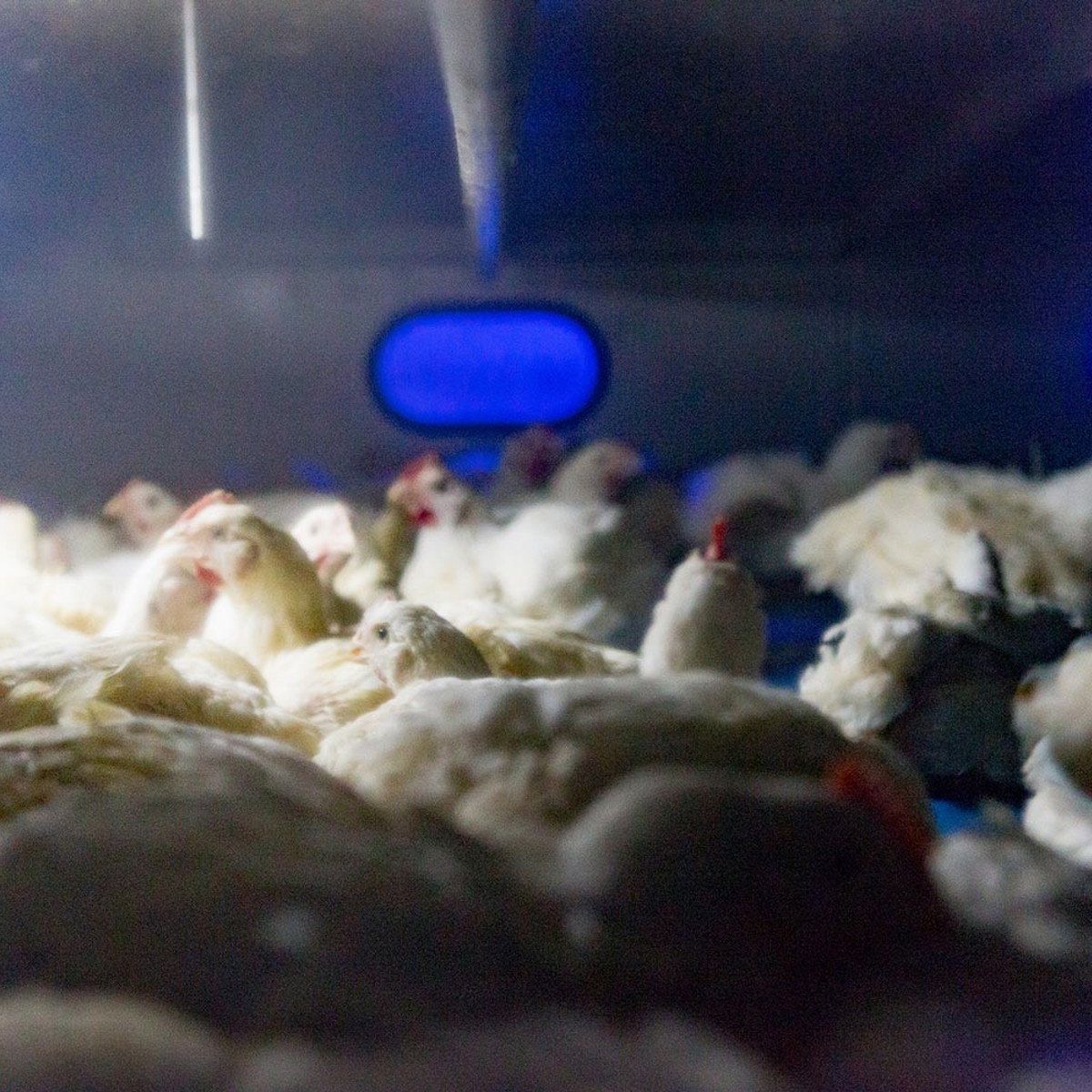 Broiler stunning solutions, electrical and controlled atmosphere | Marel