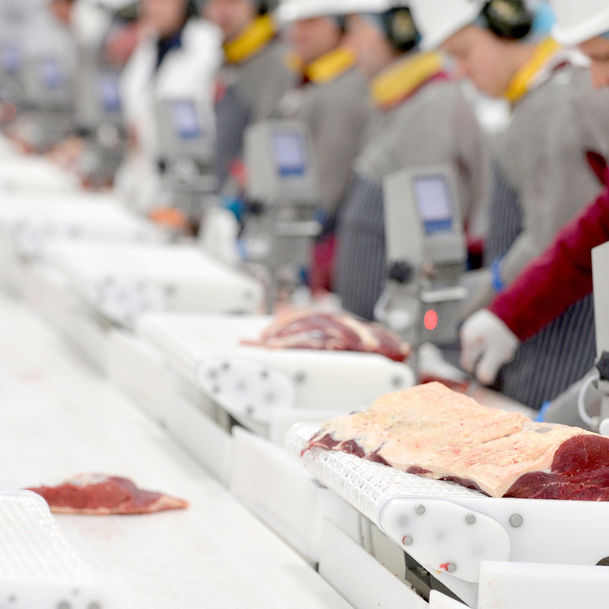 Beef boning hall system at Marcher | Marel